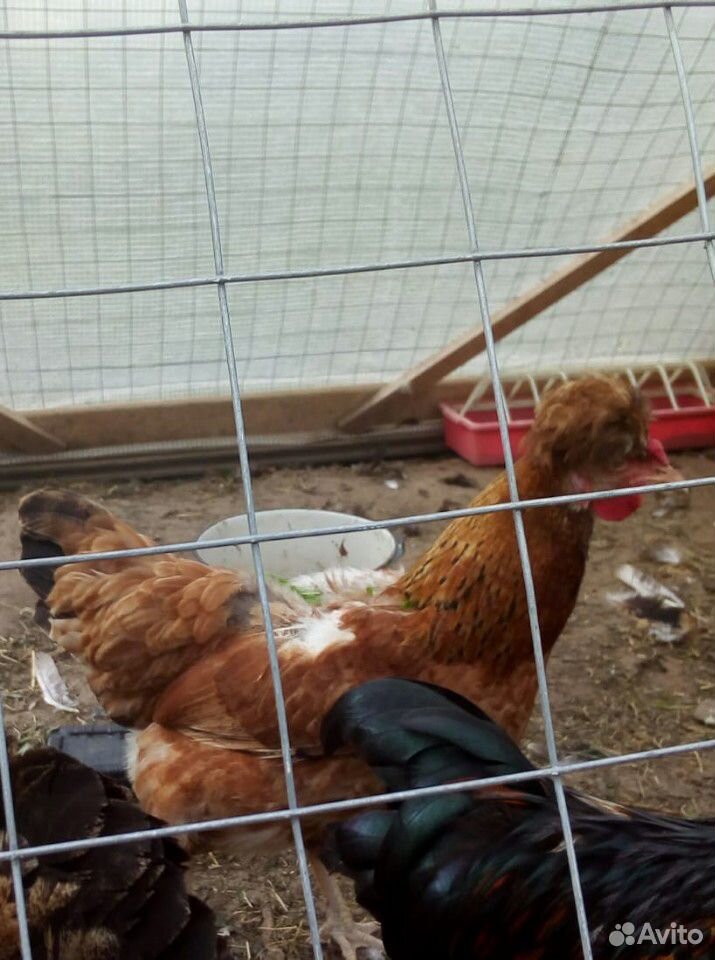 Курица(квочка)