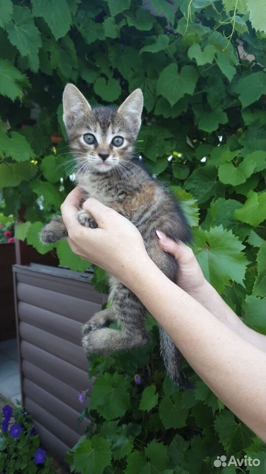 Отдам котят в добрые руки