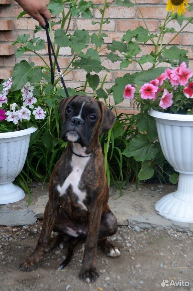 Щенок боксера тигрового окраса