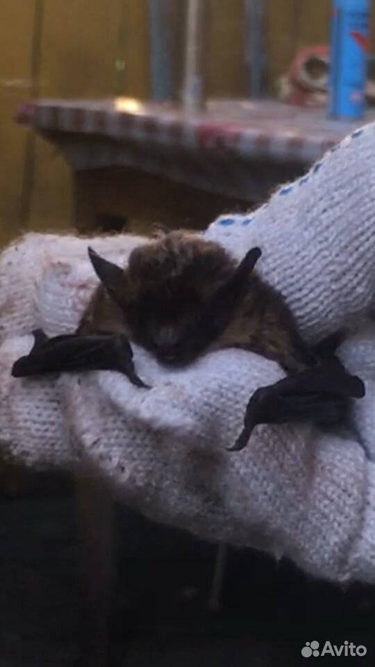 Летучая мышь