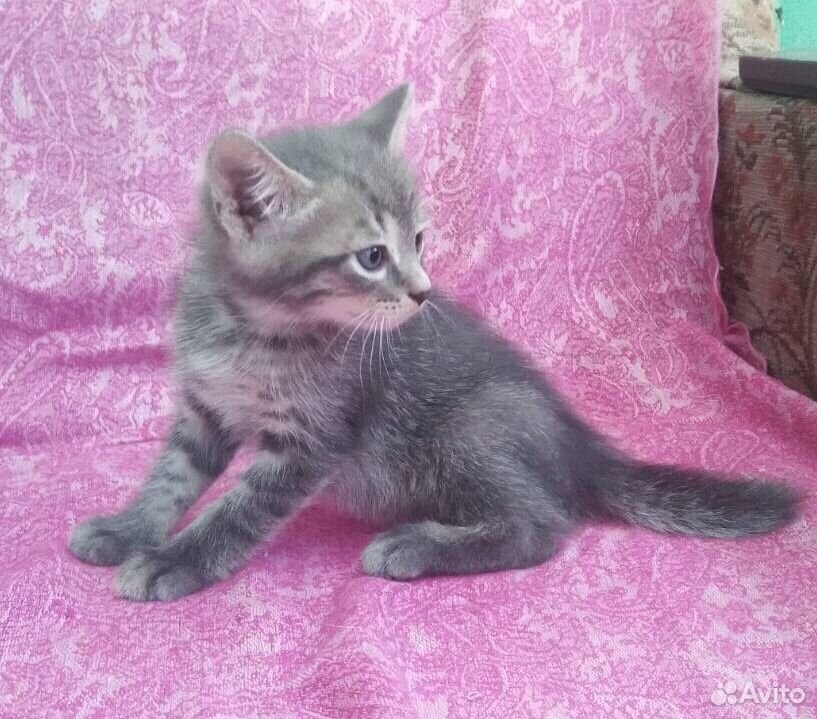 Котёнок 1,5 месяца, серо-полосатый