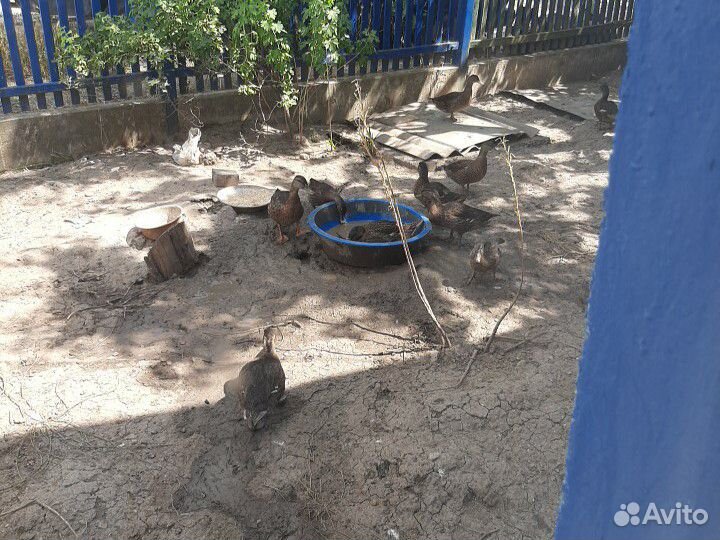 Дикие утки