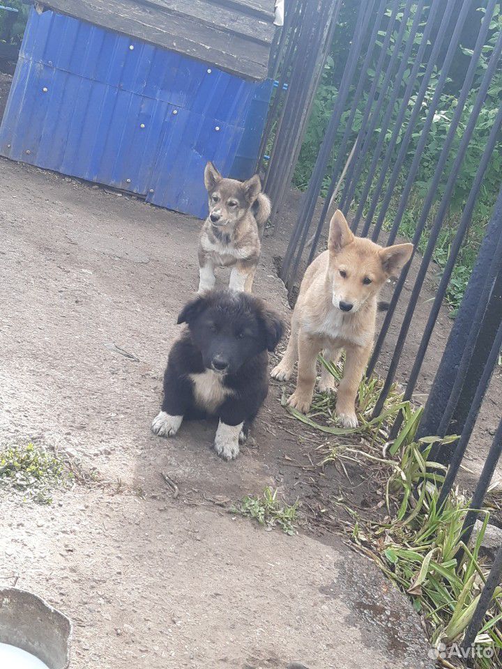 Отдам Щенят в Добрые руки