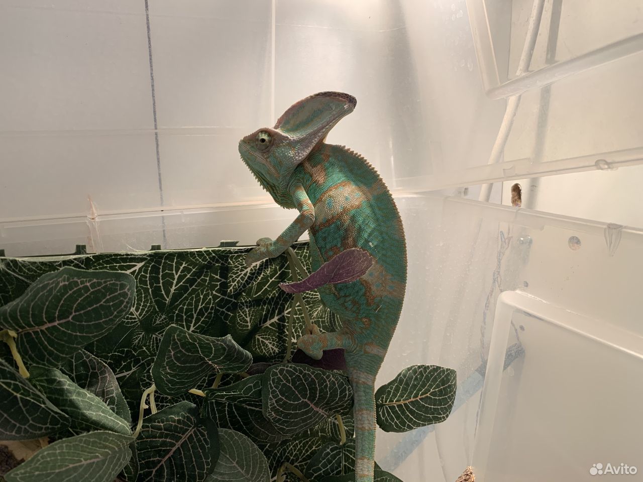 Йеменский хамелеон