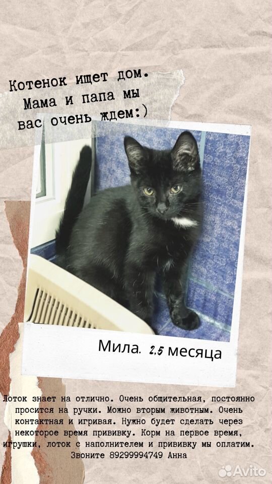 Котёнок ищет дом. Москва и мо