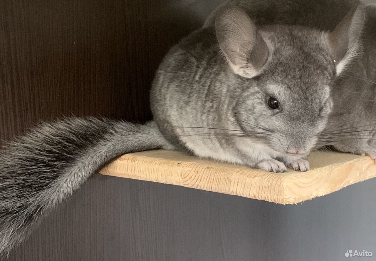 Шиншиллёнок