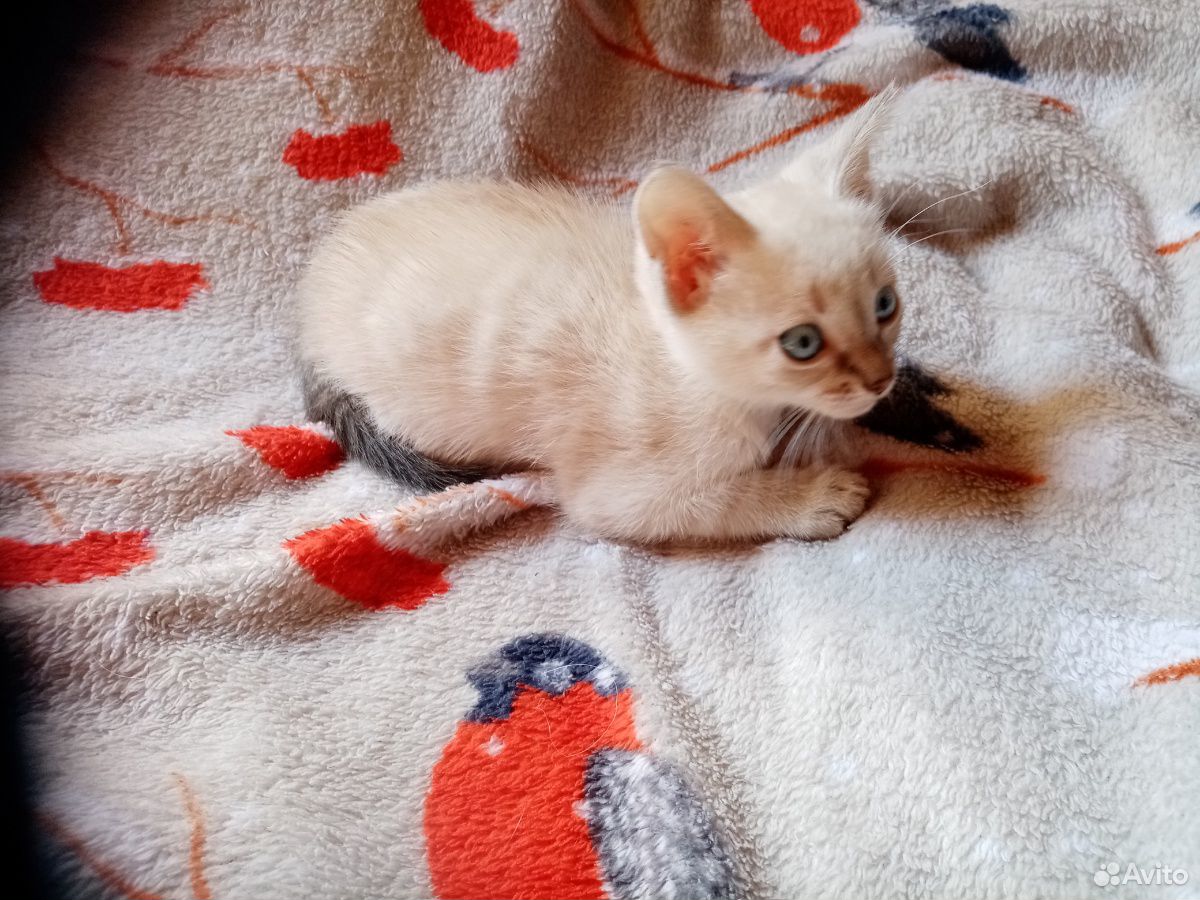 Котята
