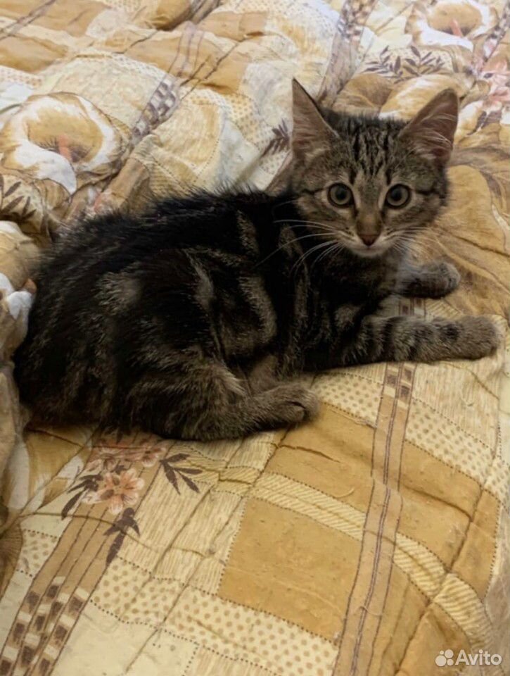Котенок девочка Ириска 2 мес