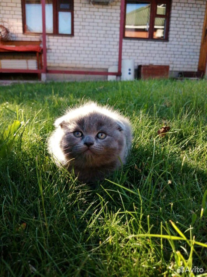 Шотландцы-мальчуганы