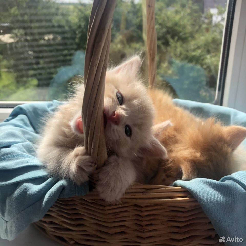 Котята даром, персиковые и рыжий