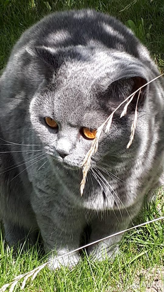 Британская