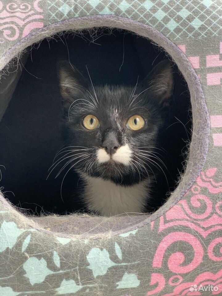 Котенок Кира ищет дом