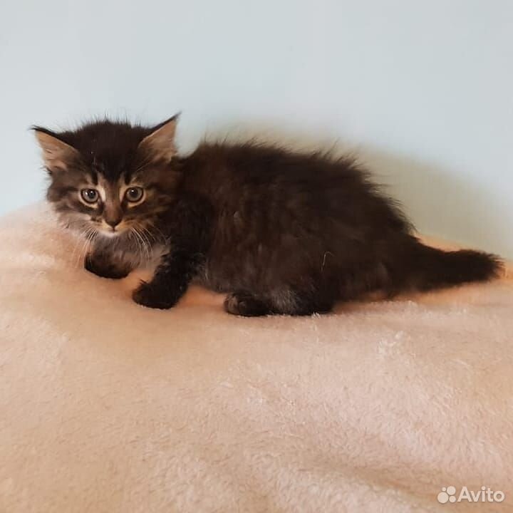 Котенок-девочка 1.5 мес