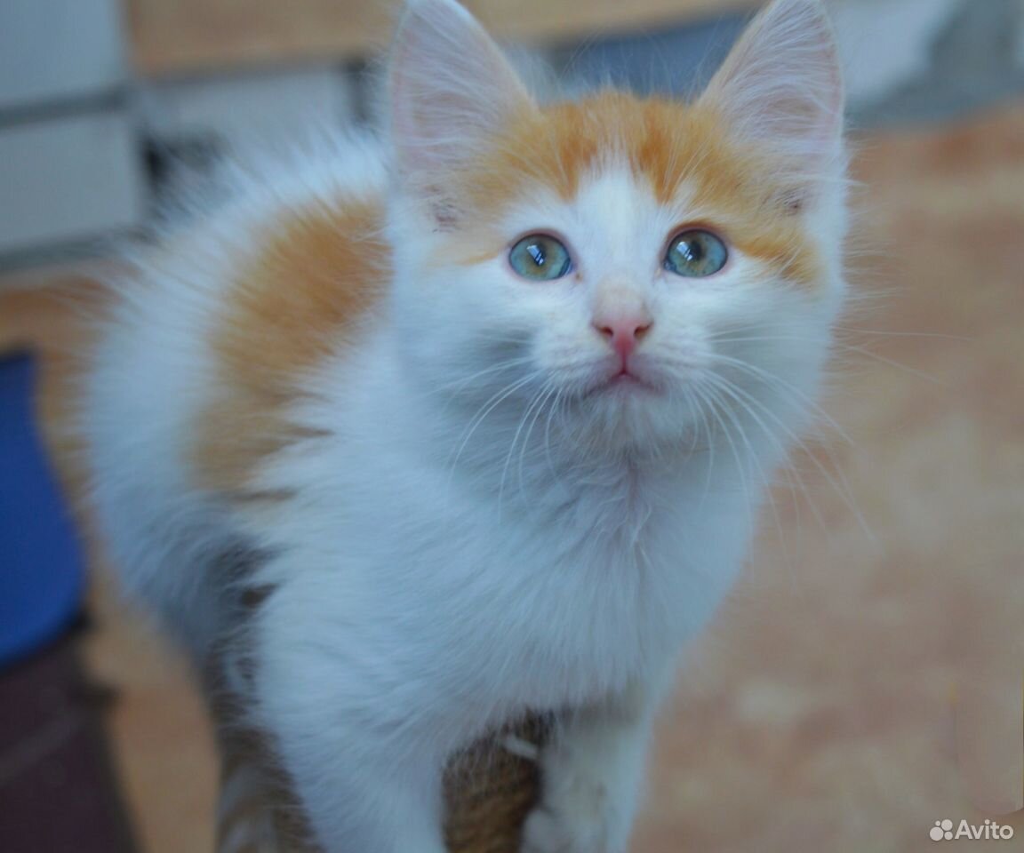 Котенок Оскар