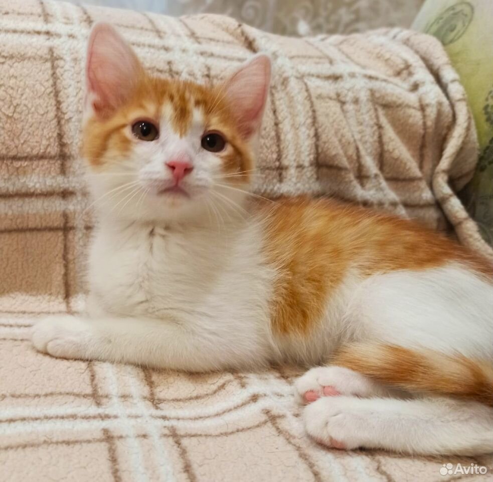 Котенок Майя