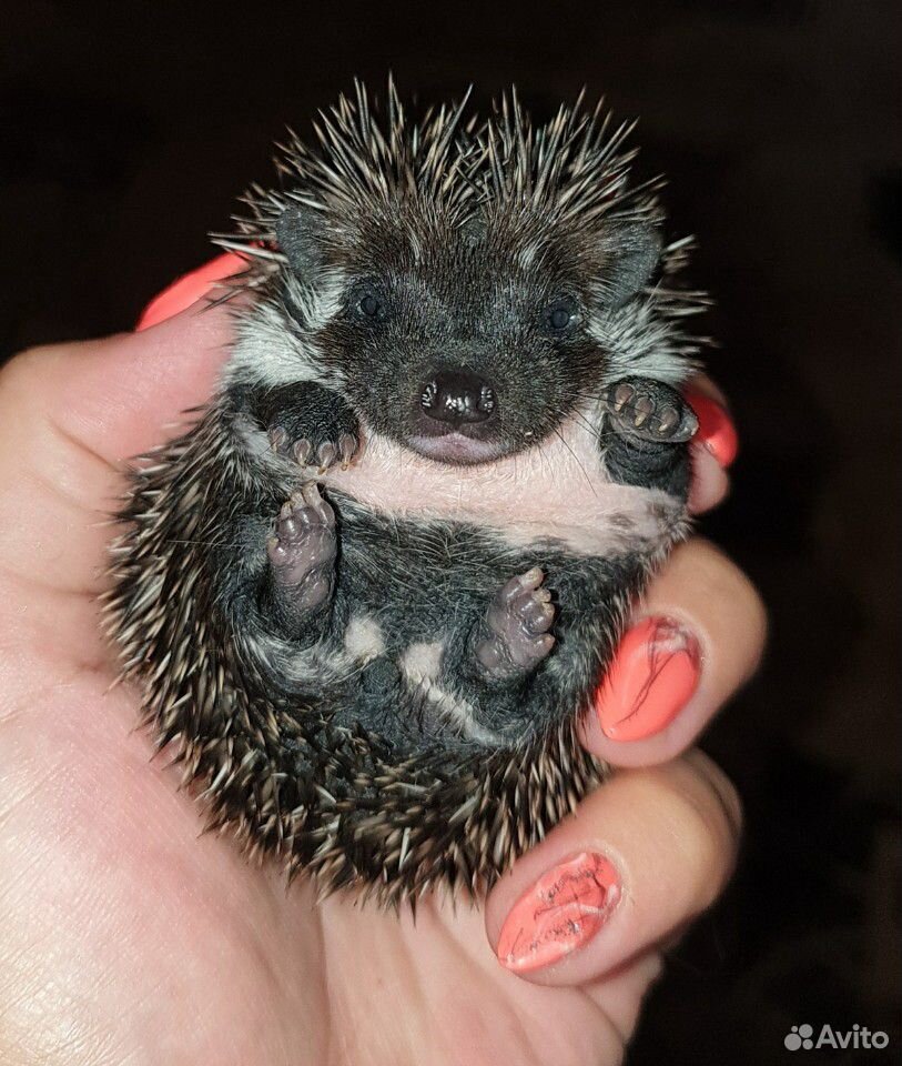 Африканский Чёрный Ёж