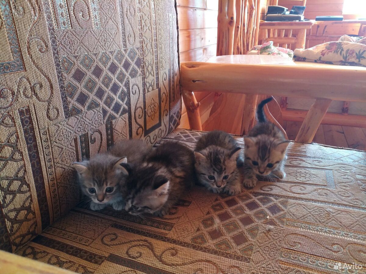 Британские малыши метисы