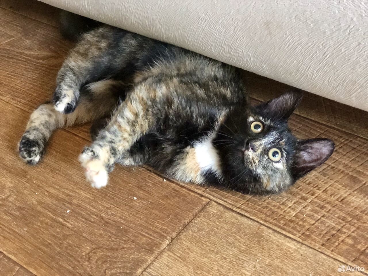 Кошечка 4 мес