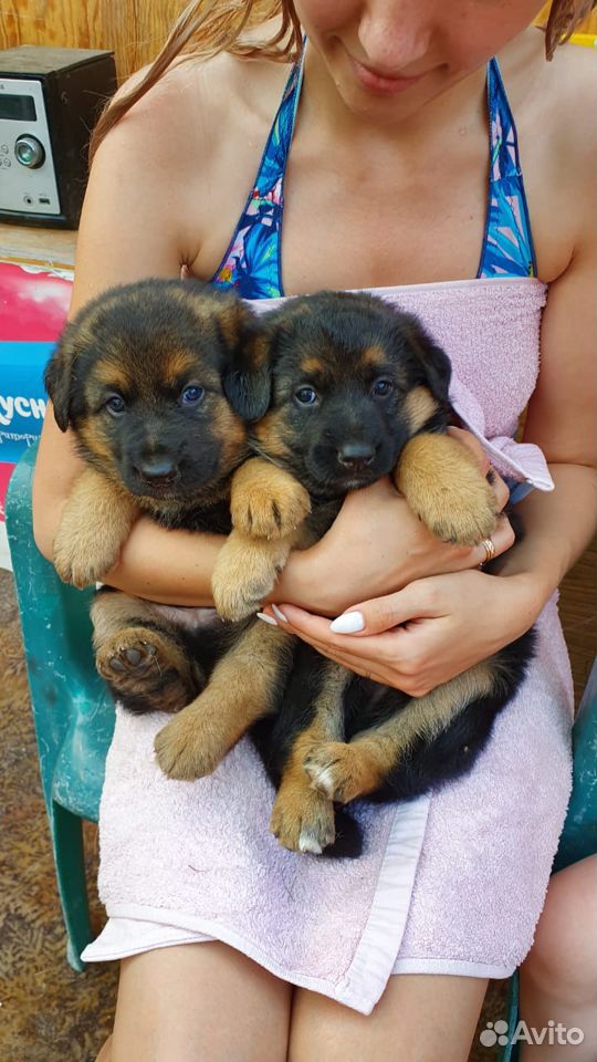 Щенки немецкой овчарки