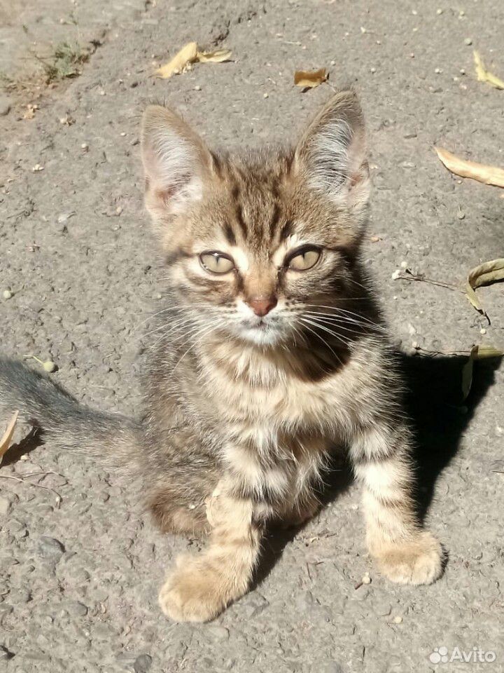 Котенок. Метис породистой кошки