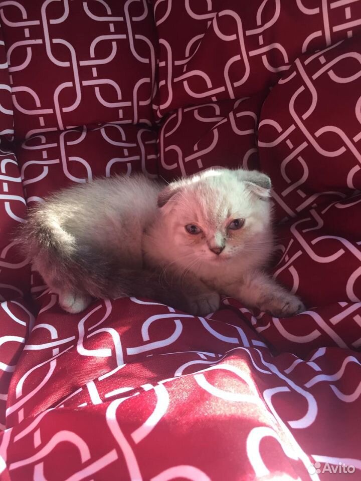 Британские котята