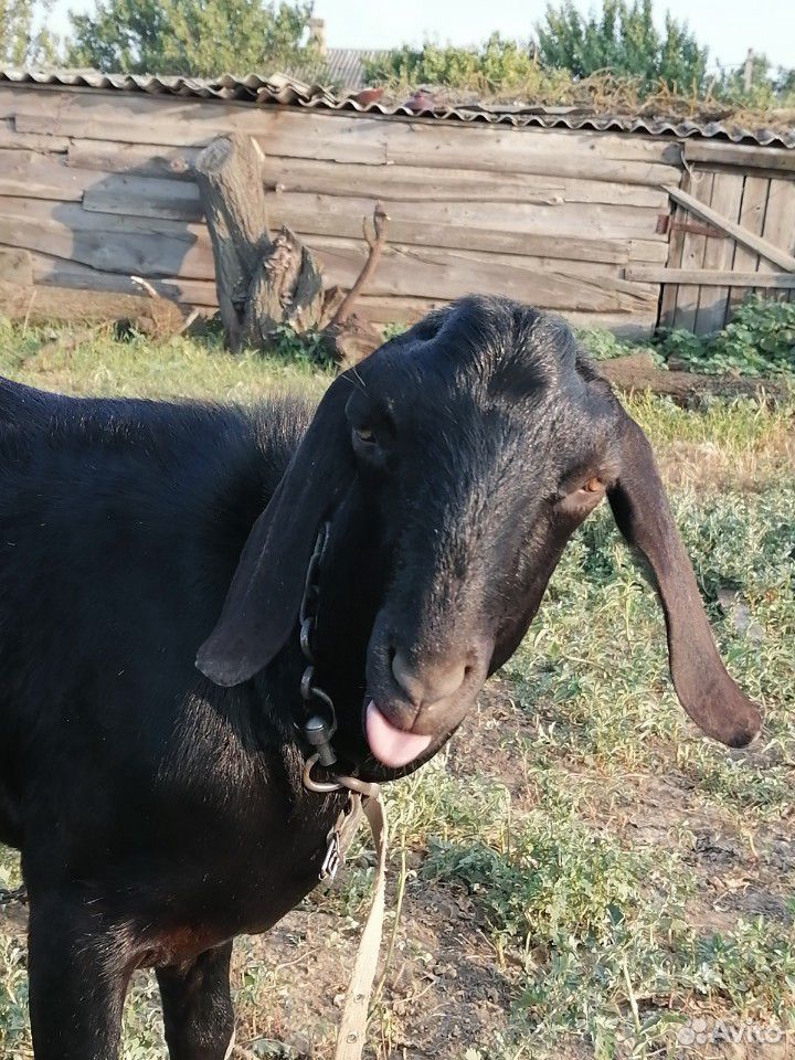Козел нубийский