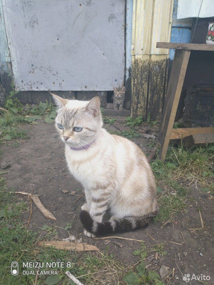 Котята от голубоглазый красотки