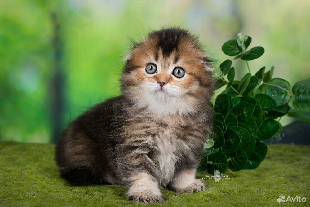 Сладкие шотландские котята