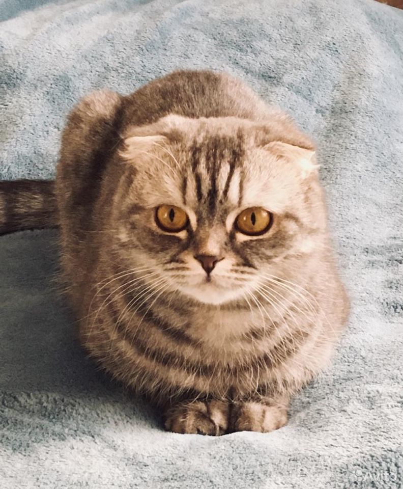 Кошка британская вислоухая