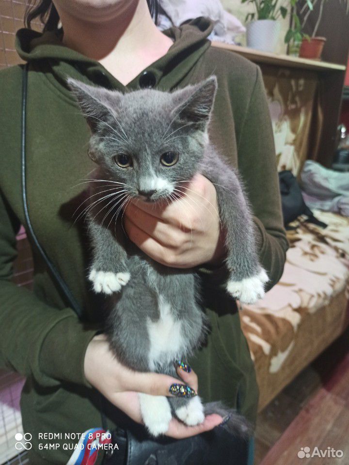 Котенок