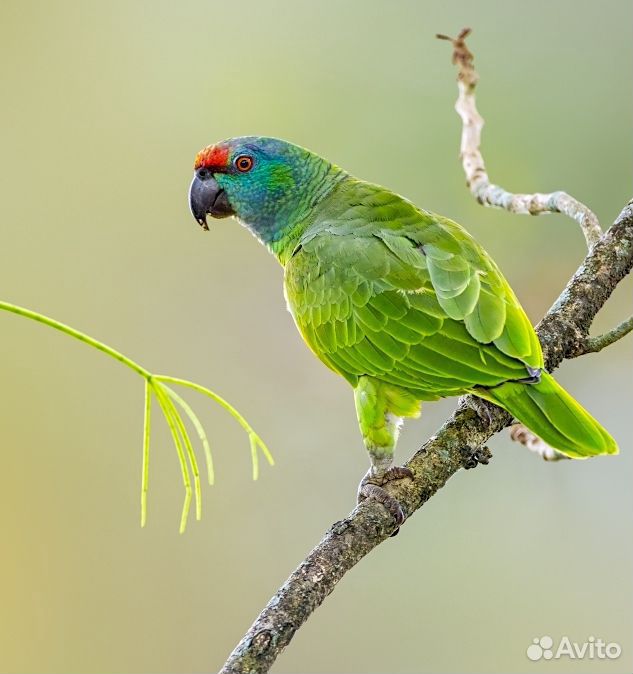 Венесуэльский амазон (лат. Amazona amazonica)