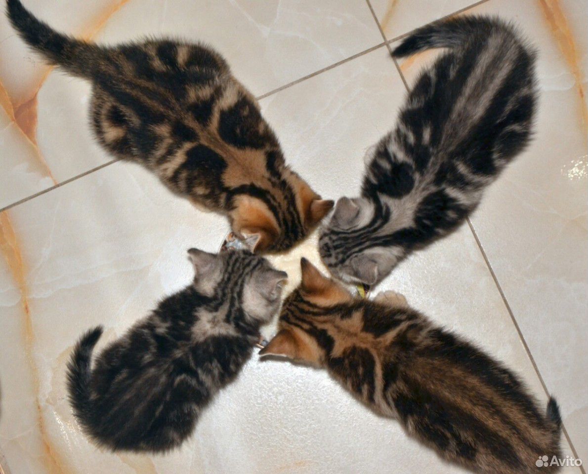 Мрамор британские тигры