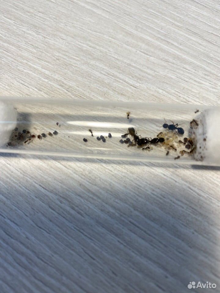 Муравьи вид - Tetramorium caespitum