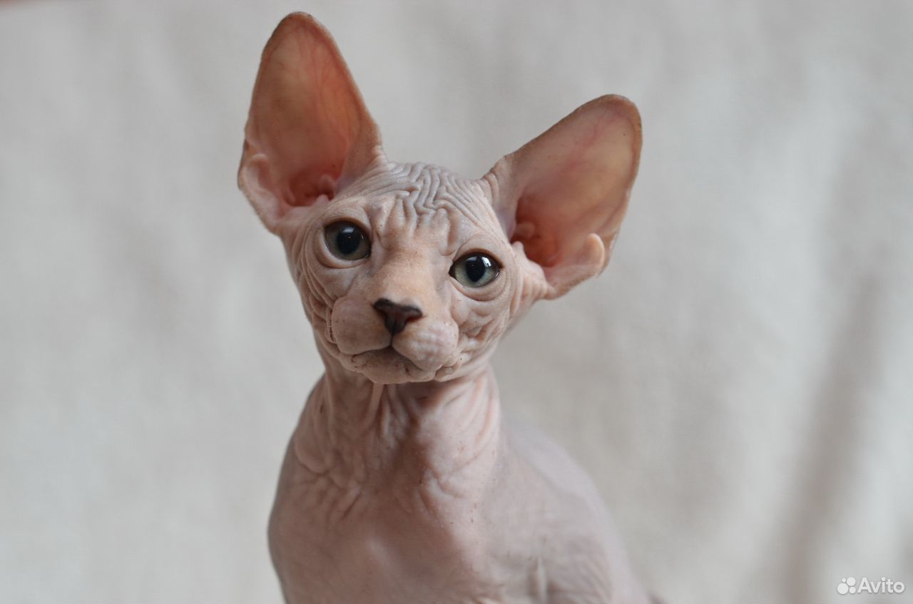 Подрощенный котик Канадский сфинкс