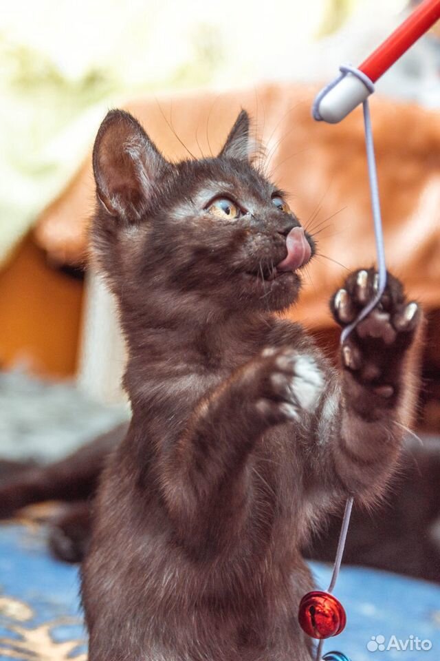 Котенок Лялечка