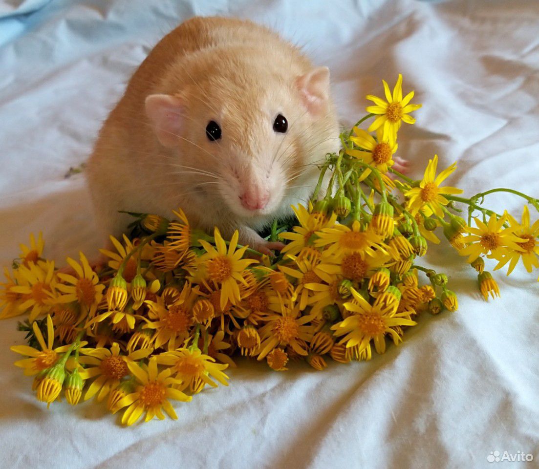 Крысята редкого окраса "Фавн"