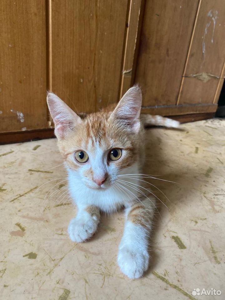 Огонек ищет дом