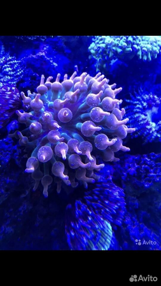 Актиния квадриколор