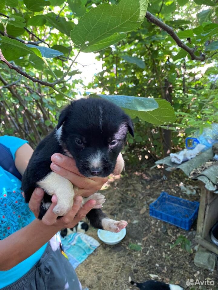 Щеночки в дар