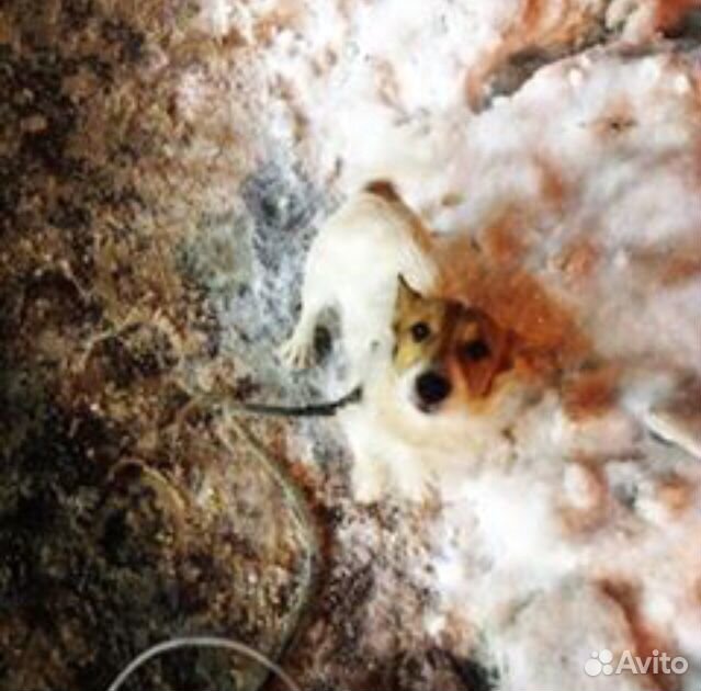 Вязка с длинношерстным породистым Джек Рассел терь