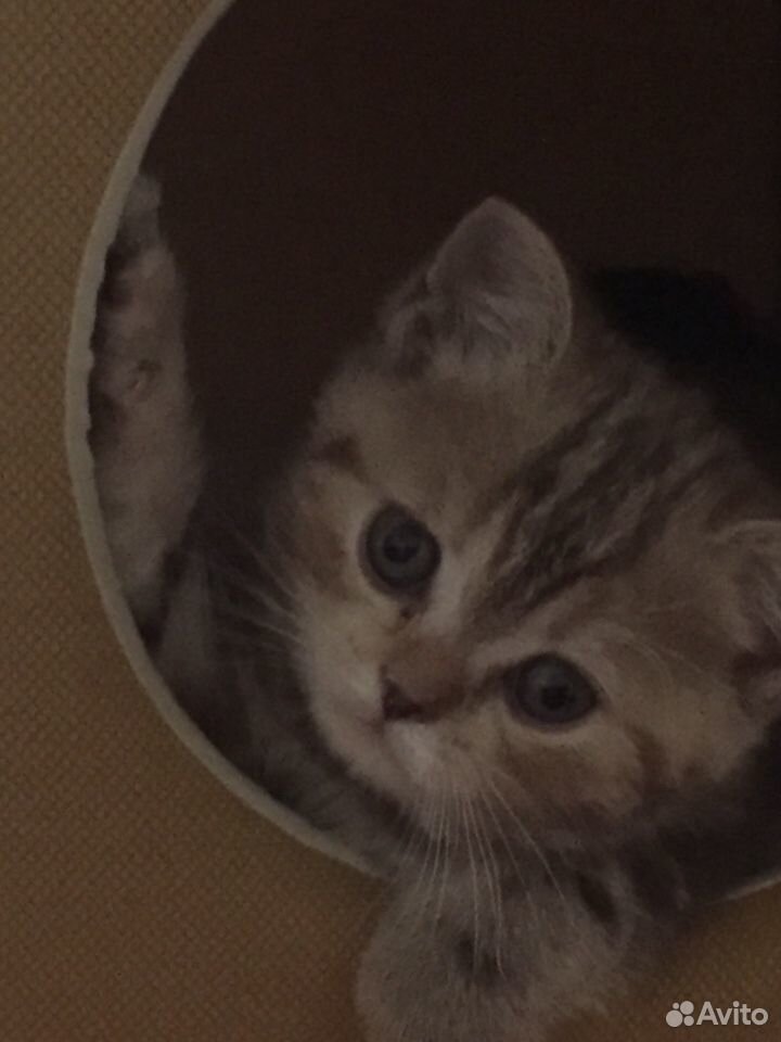 Кошка, Шотландская веслоухоя, 2 месяца, девочка