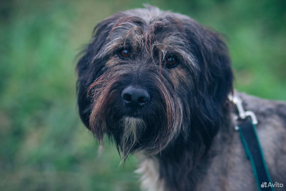 Метис миттельшнауцера В дар