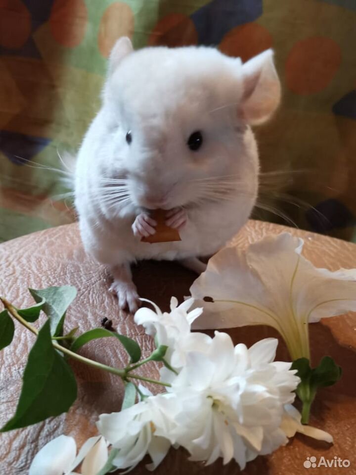 Шиншилла, самка