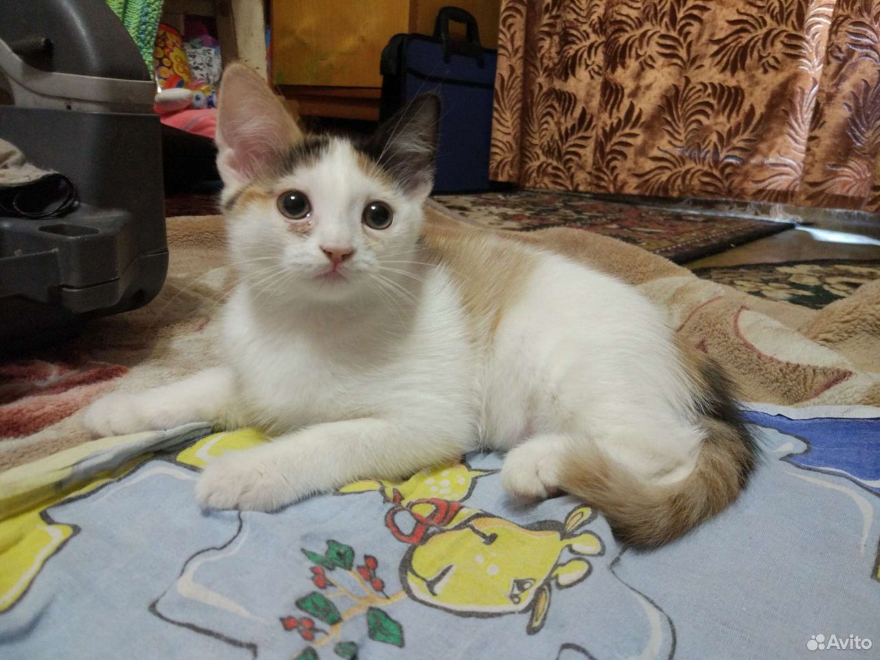 Богатка девочка