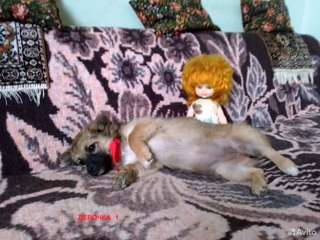 Ищут лучший дом щенки небольшой собачки