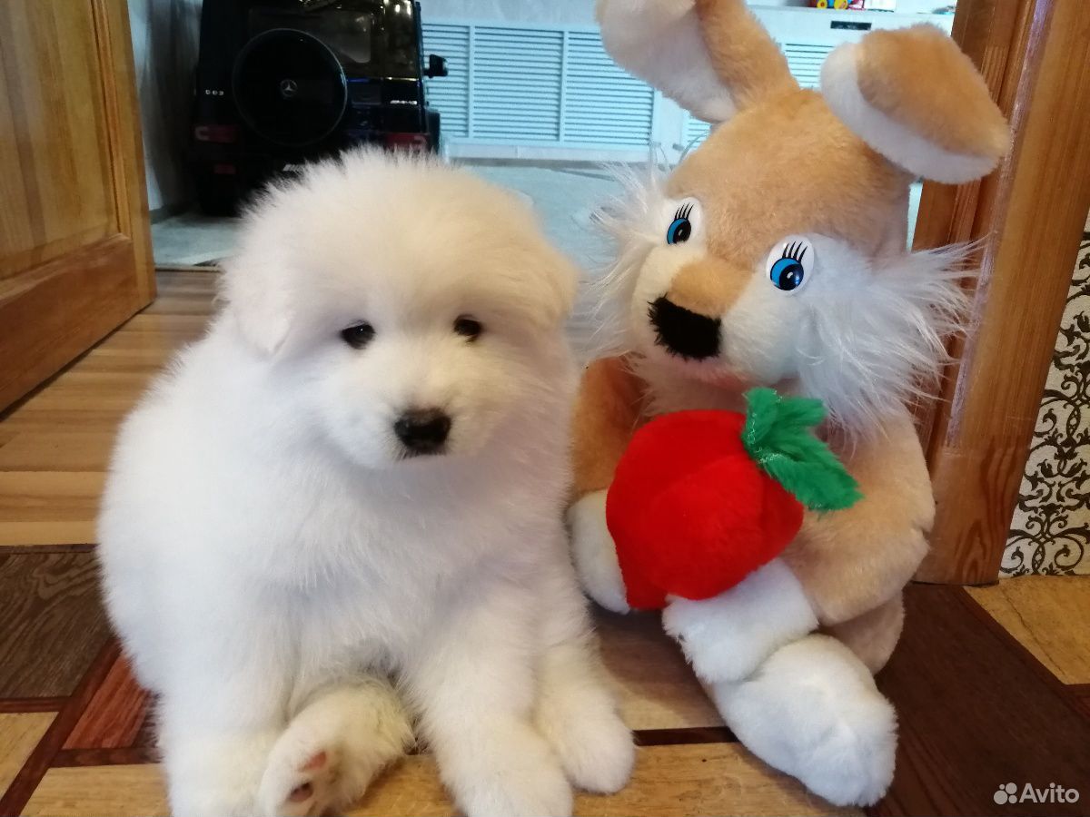 Самоедская лайка