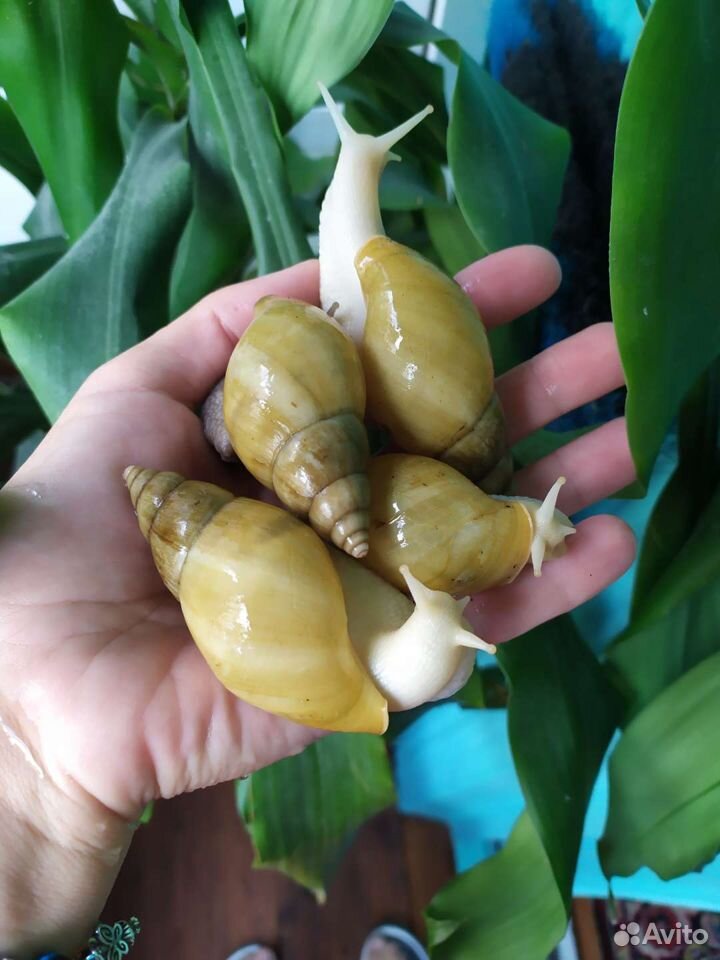 Улитка Ахатина