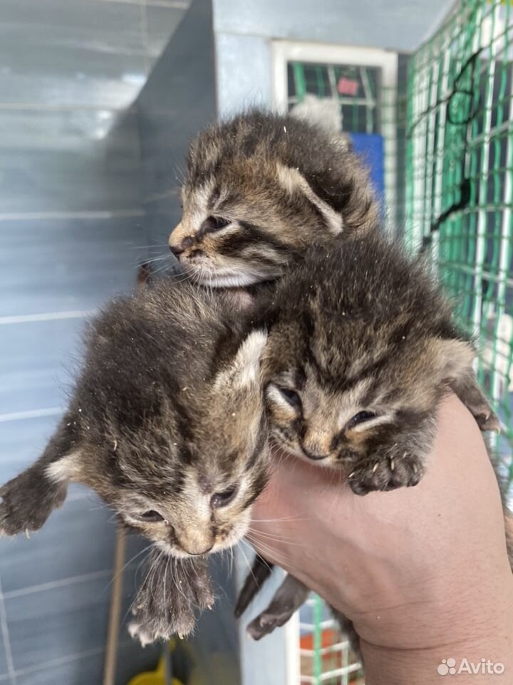 Котята трое мальчики и девочка