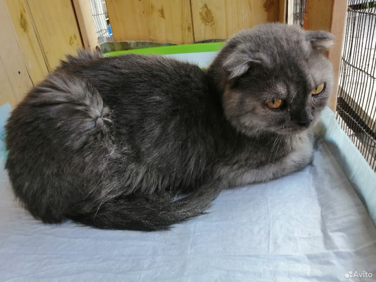 Кот мышелов 1,5 года Шотландская