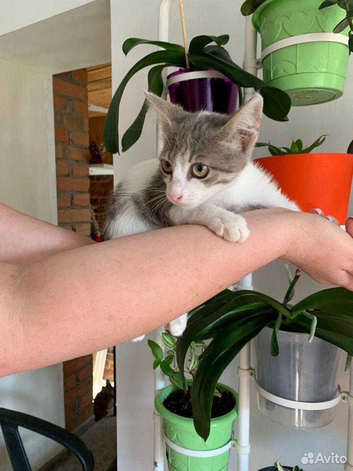 Котенок Люся ищет дом